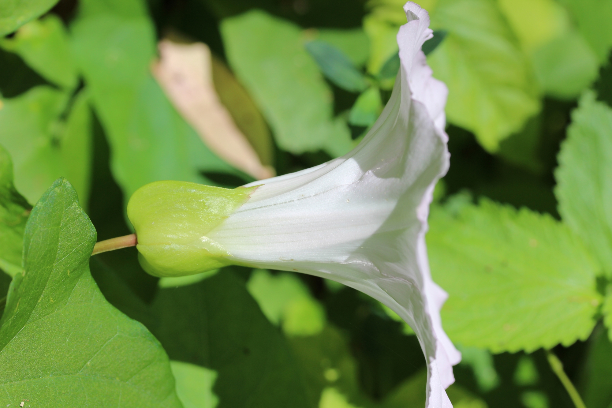 Calystegia silvatica subsp. silvatica