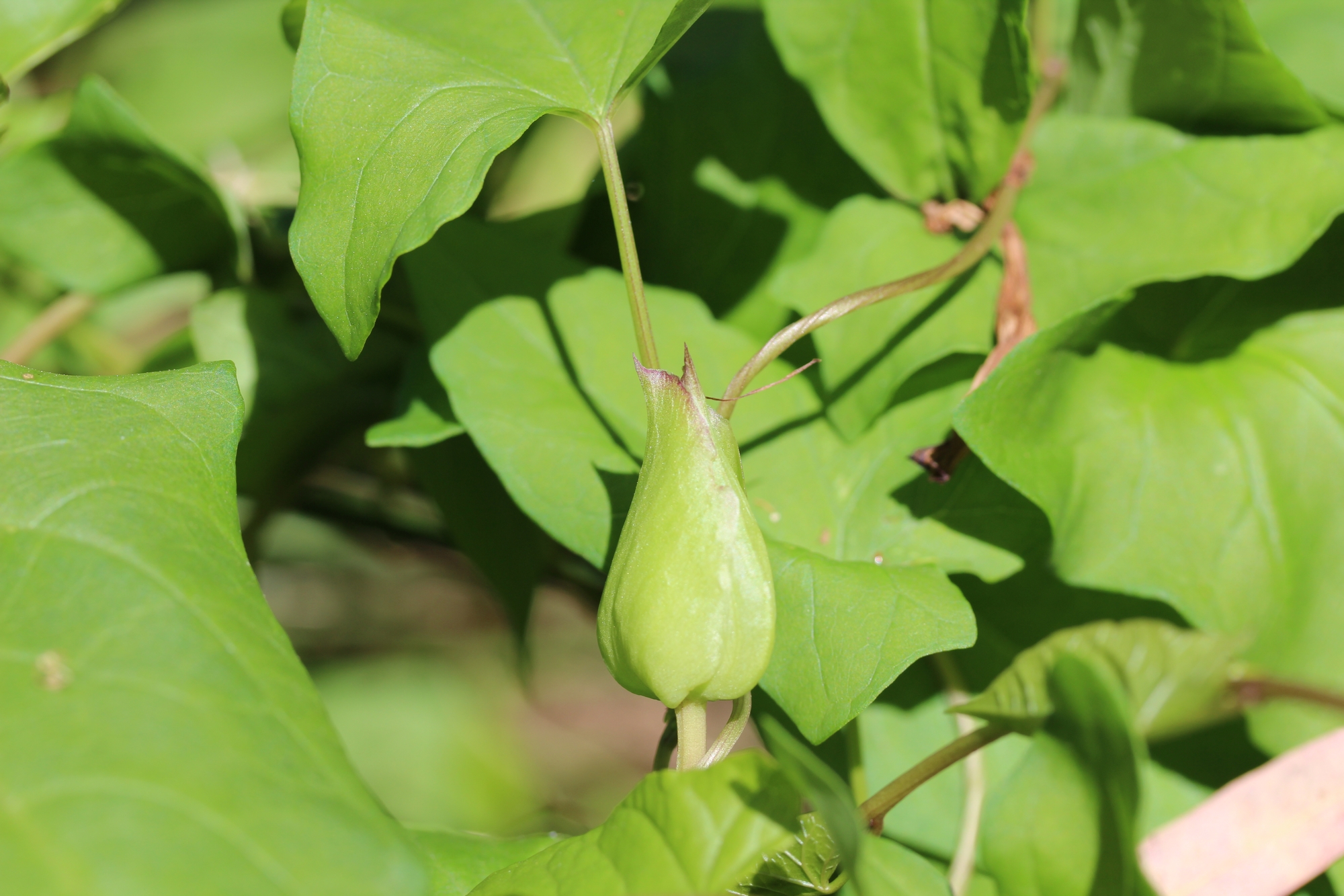Calystegia silvatica subsp. silvatica