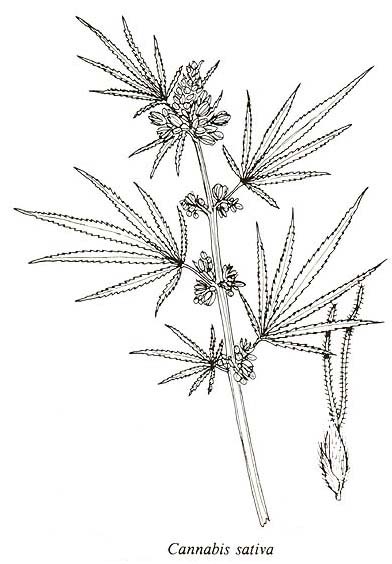 Cannabis sativa