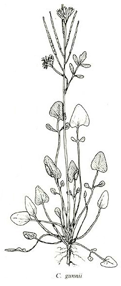 Cardamine gunnii