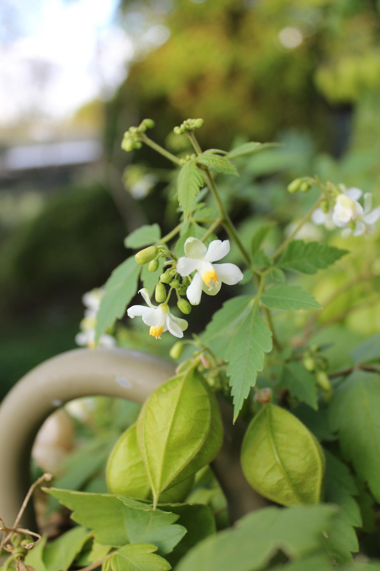 Cardiospermum grandiflorum