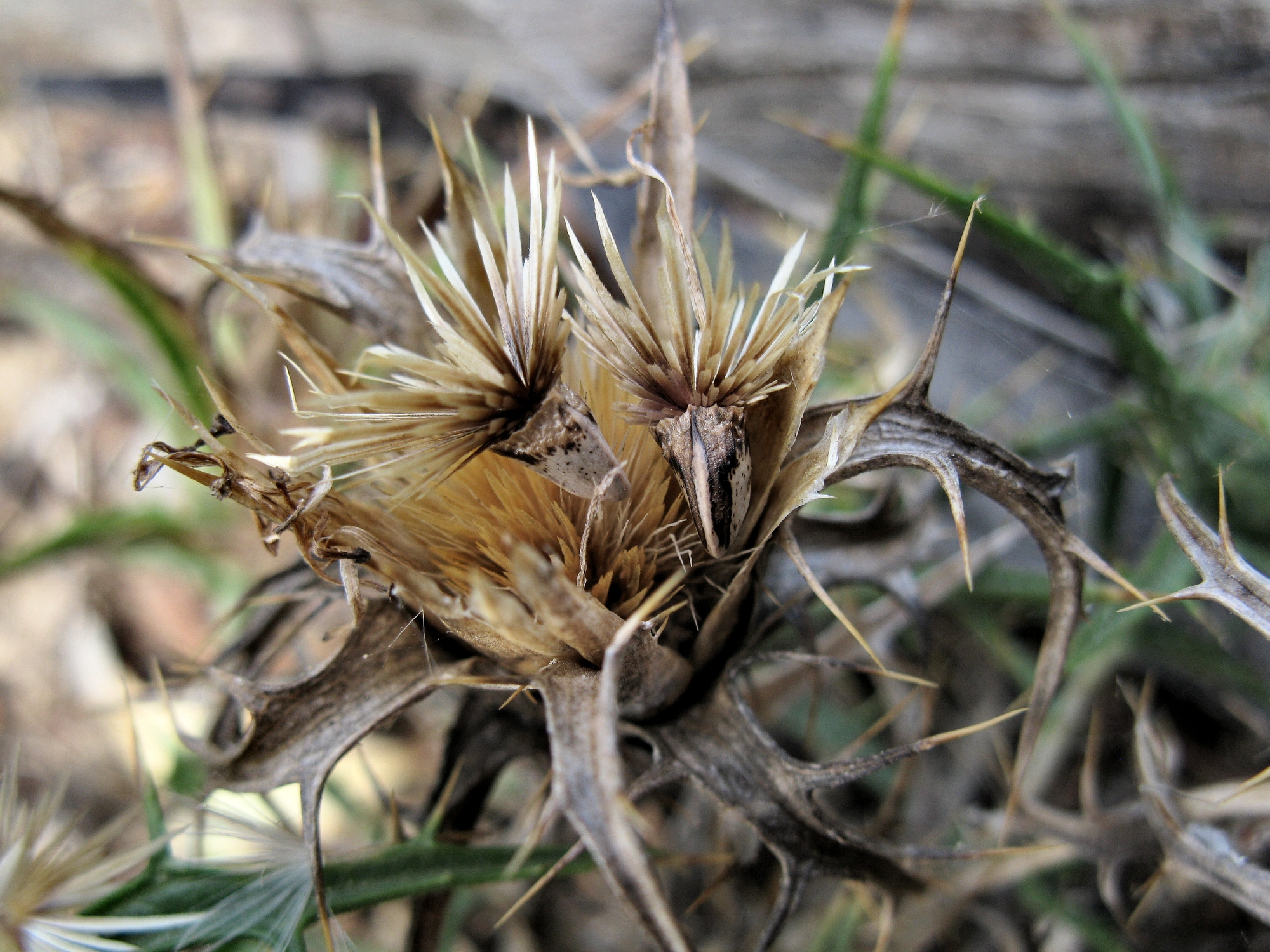 Carthamus lanatus