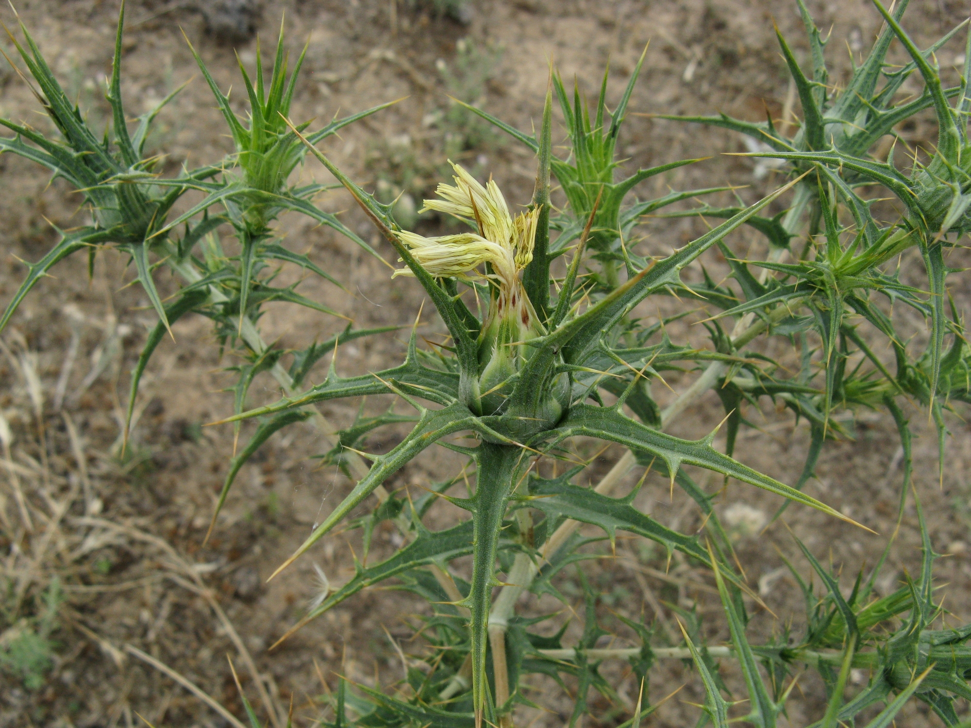 Carthamus lanatus