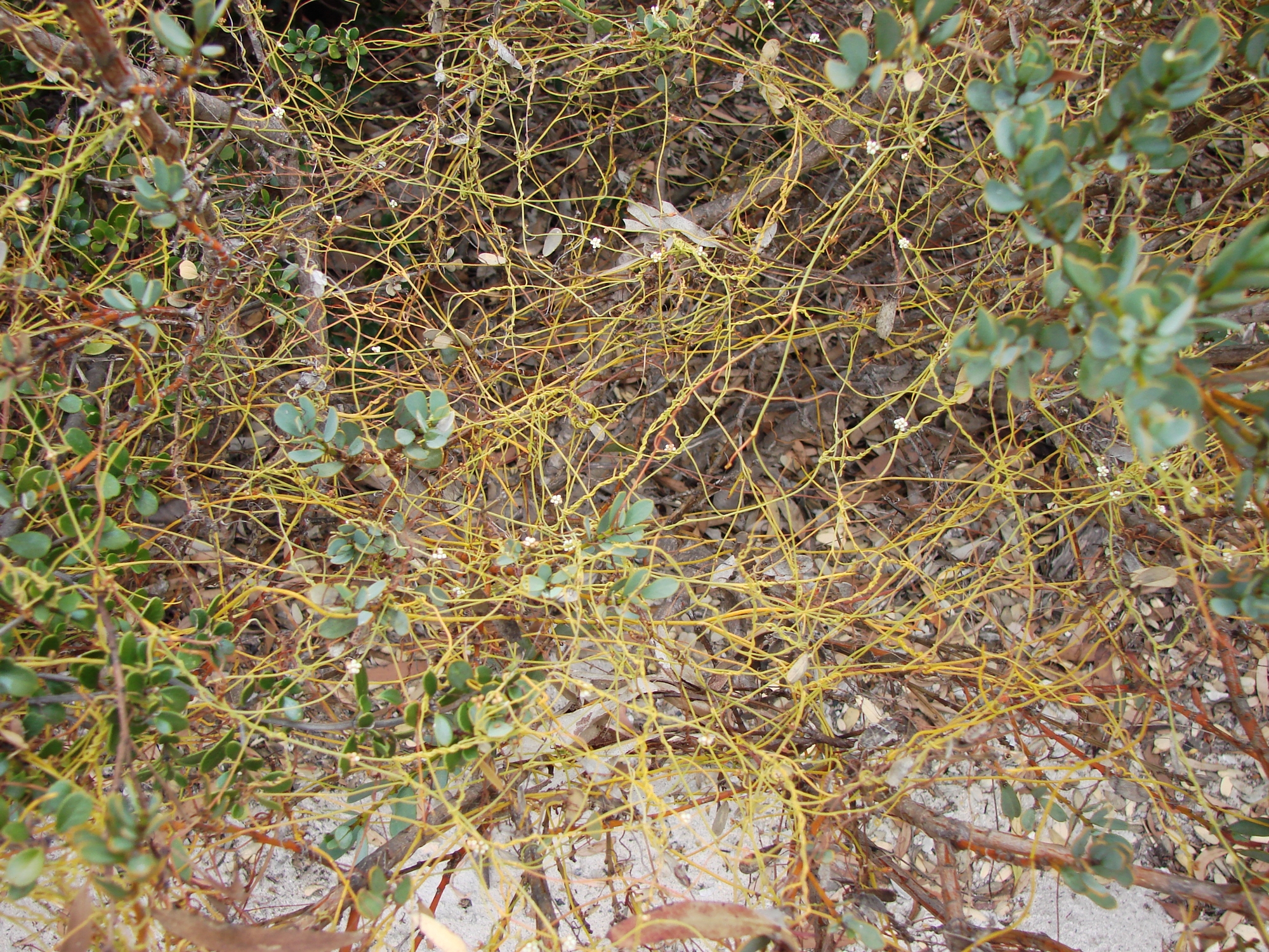 Cassytha glabella f. dispar