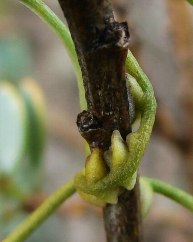 Cassytha glabella f. dispar