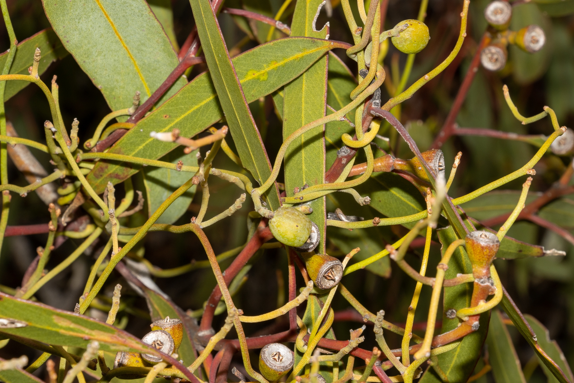 Cassytha melantha