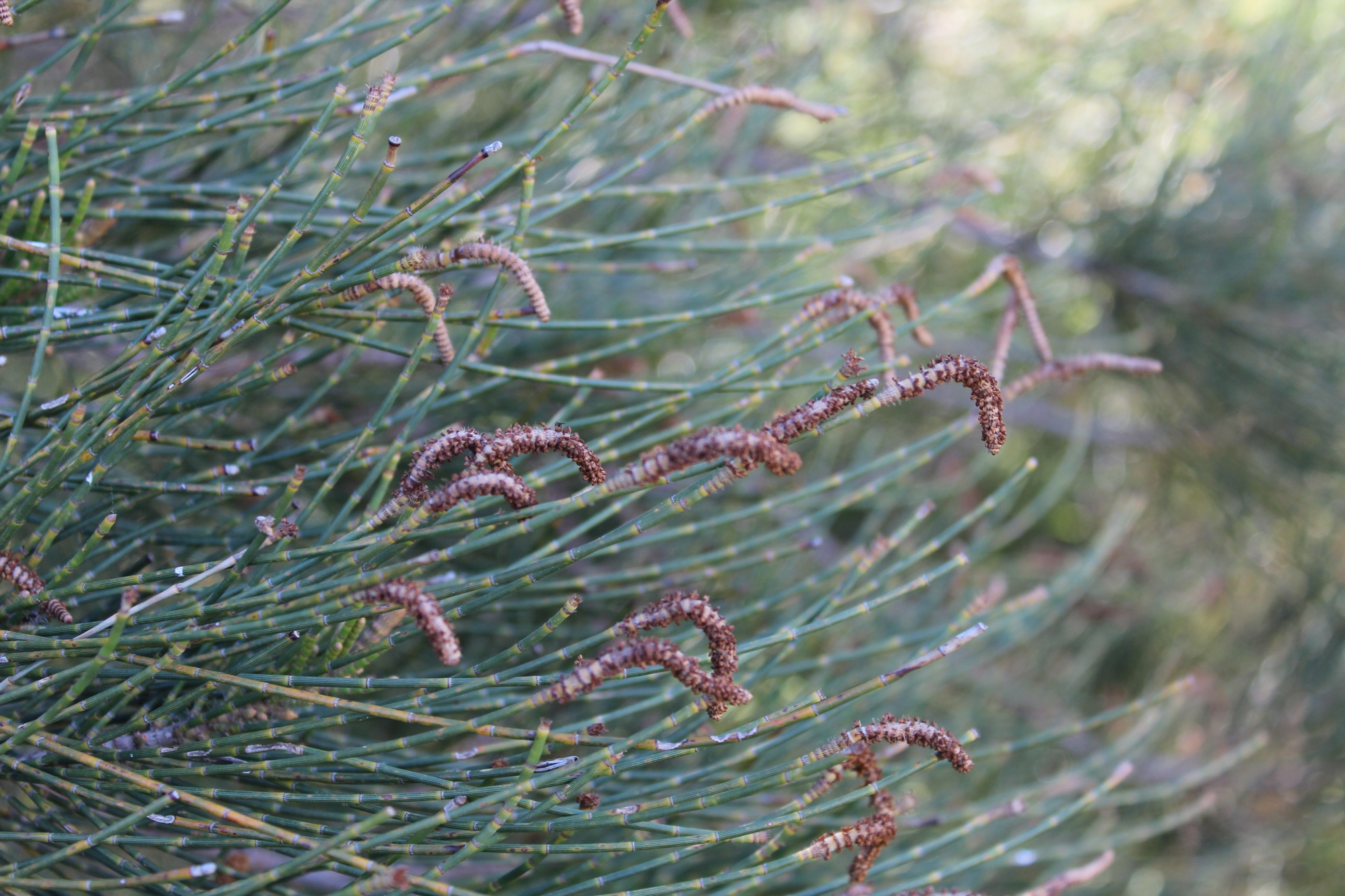 Casuarina glauca