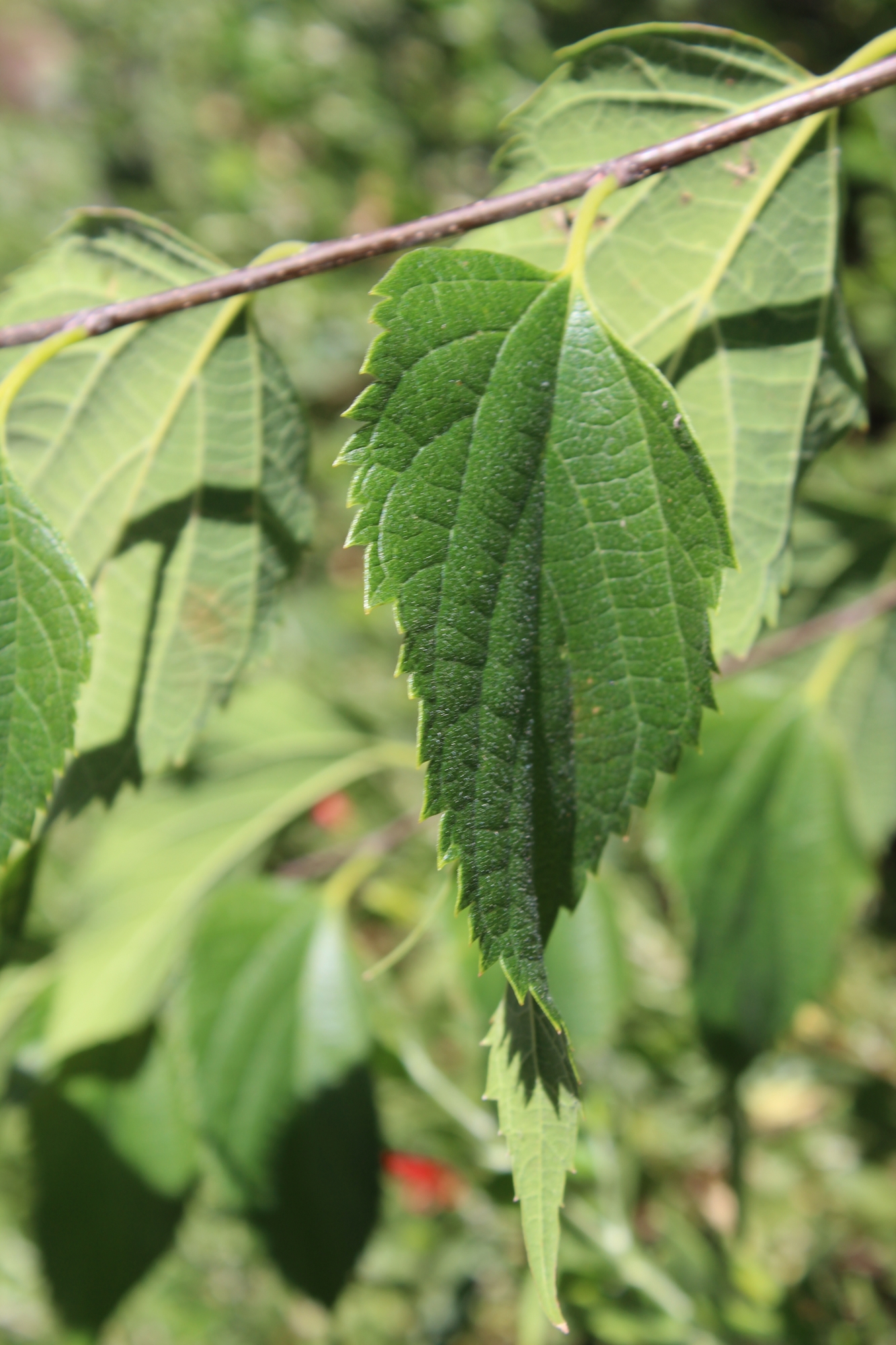 Celtis australis