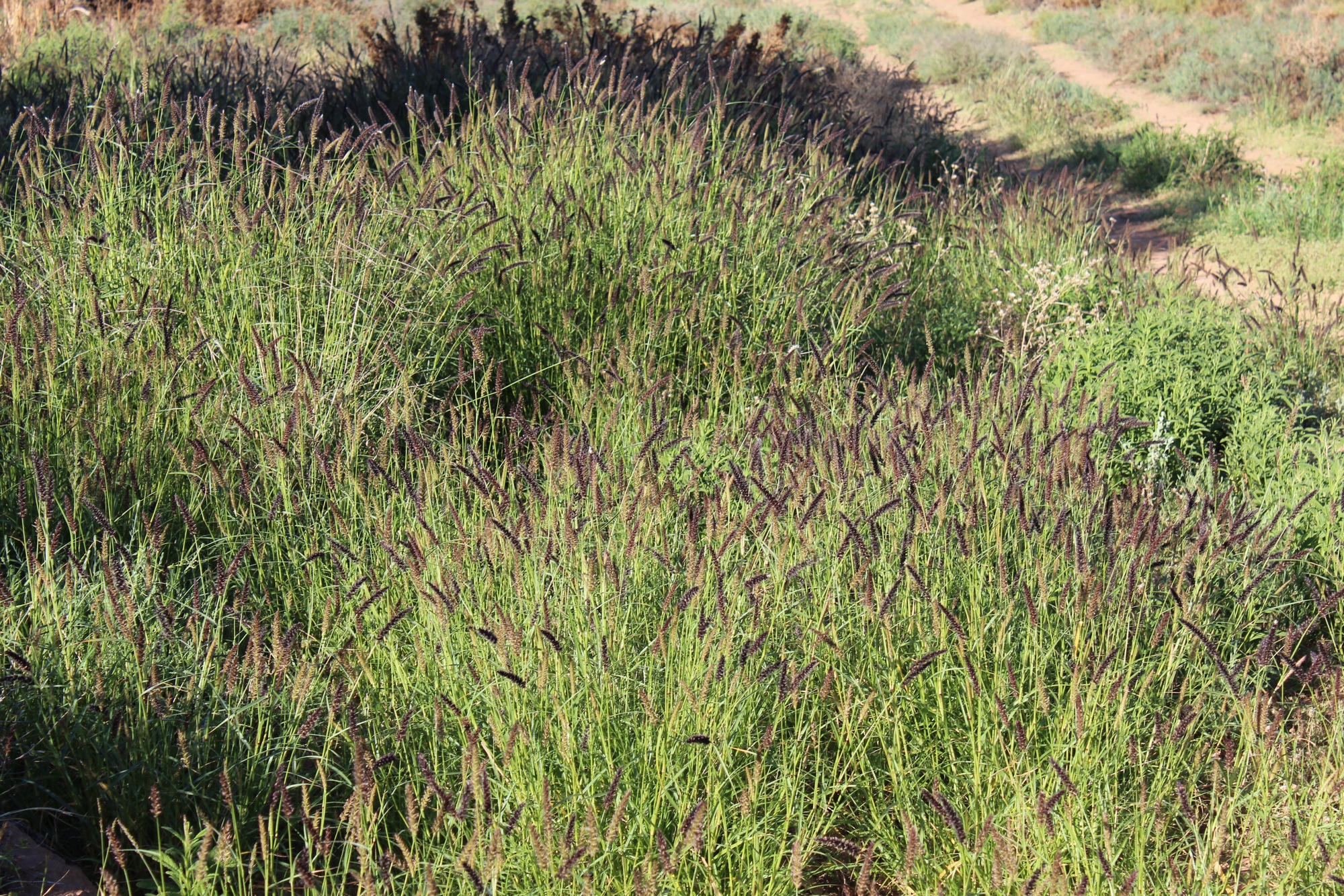 Cenchrus pennisetiformis