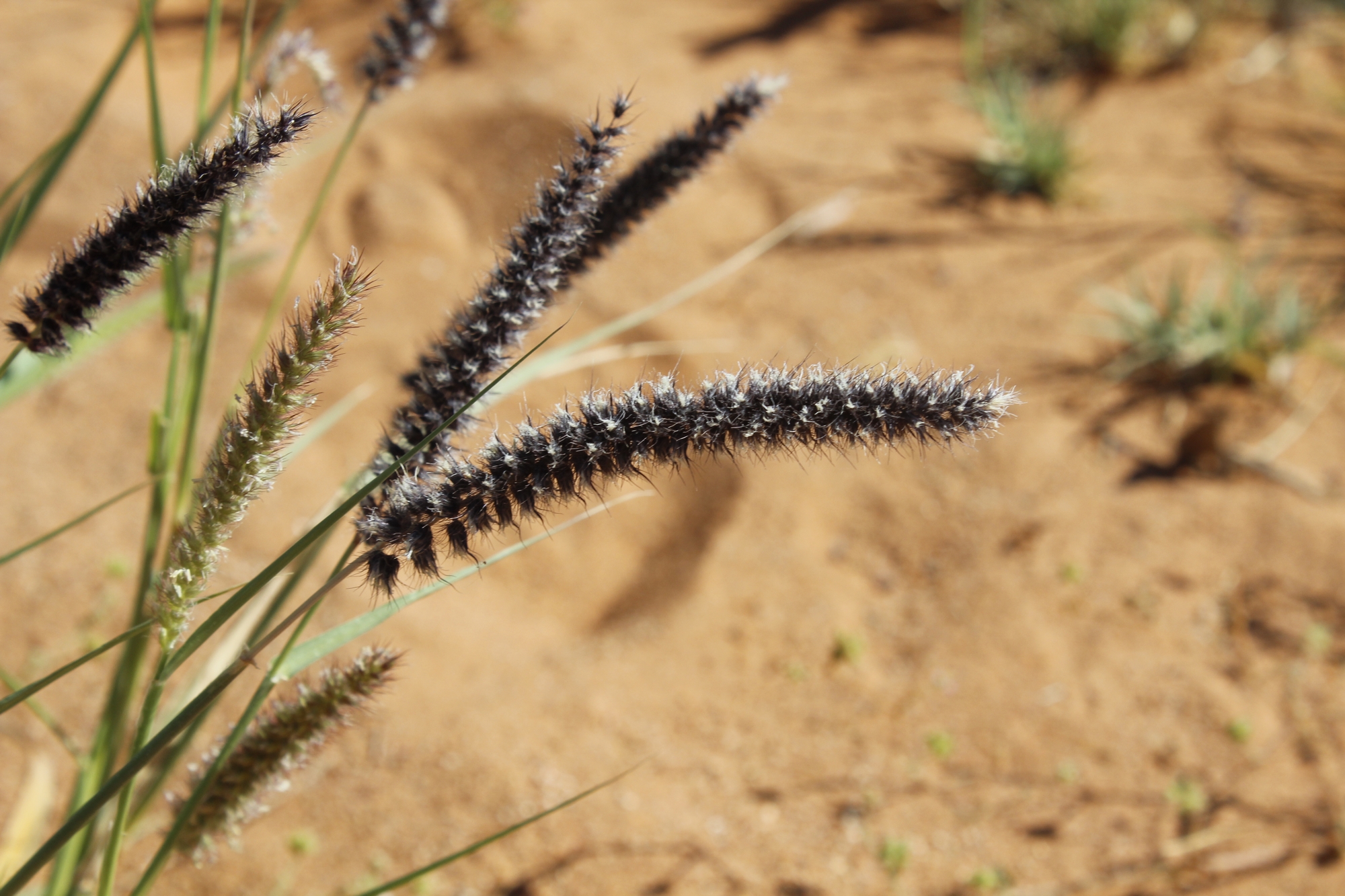 Cenchrus pennisetiformis