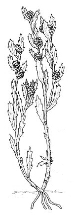 Centipeda cunninghamii