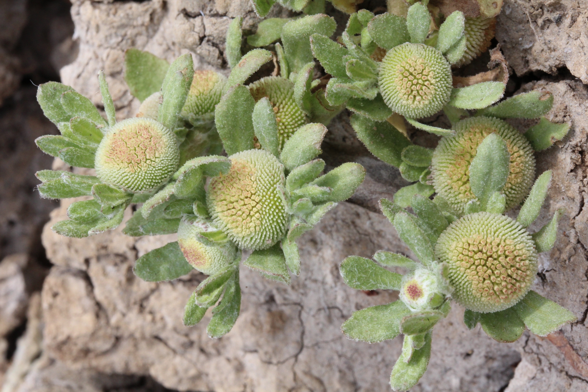 Centipeda cunninghamii