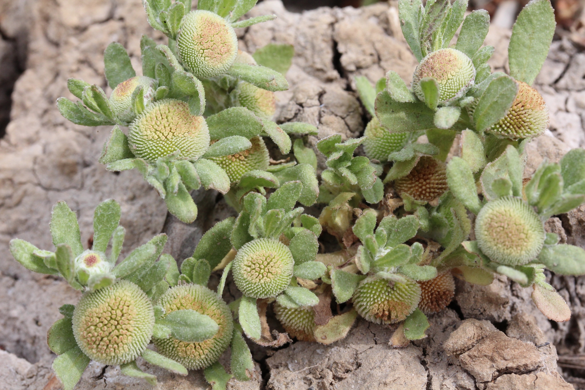 Centipeda cunninghamii
