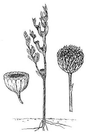 Centipeda thespidioides
