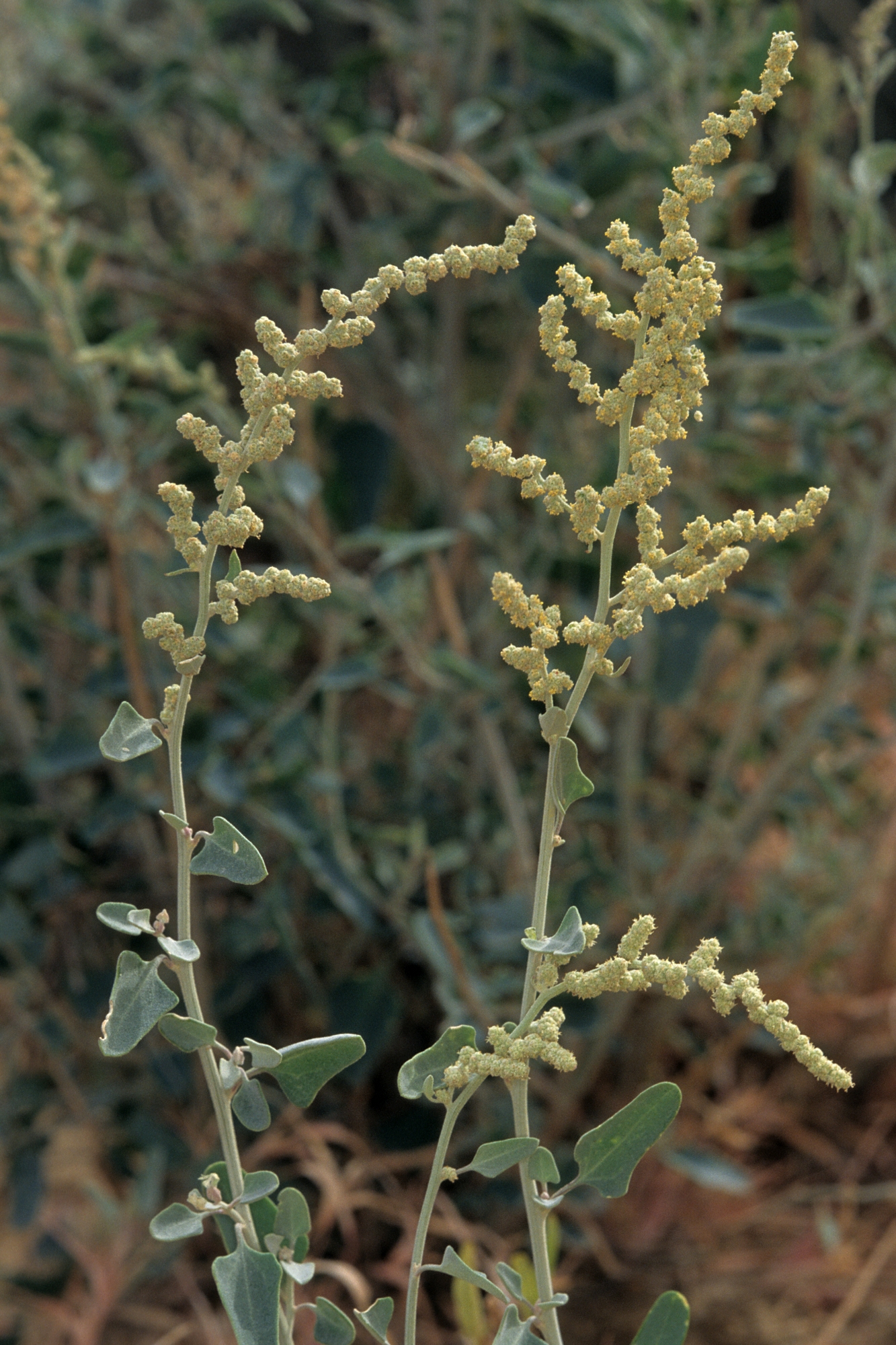 Chenopodium auricomum