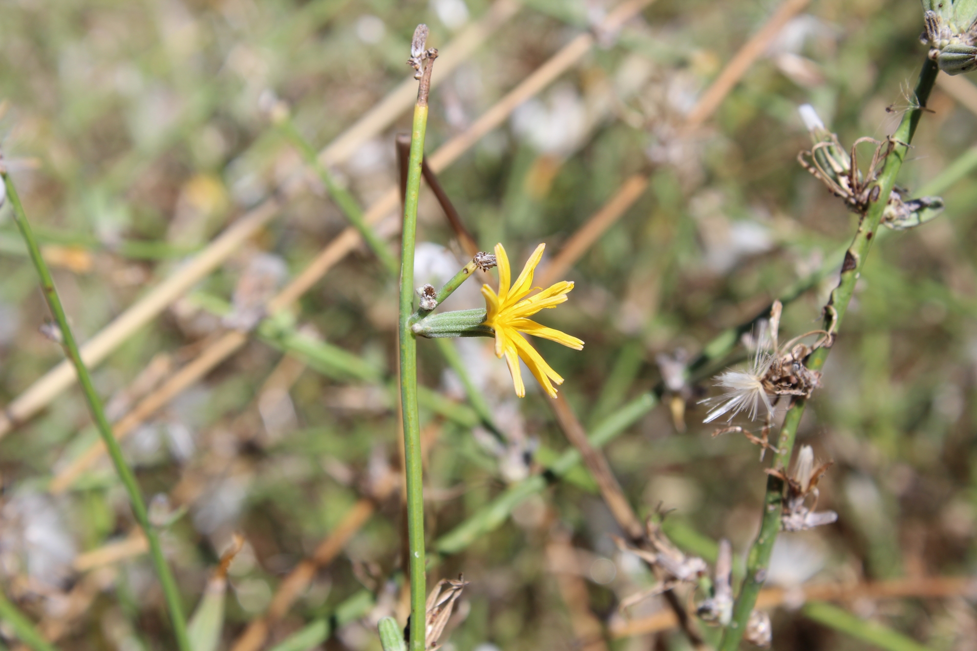 Chondrilla juncea