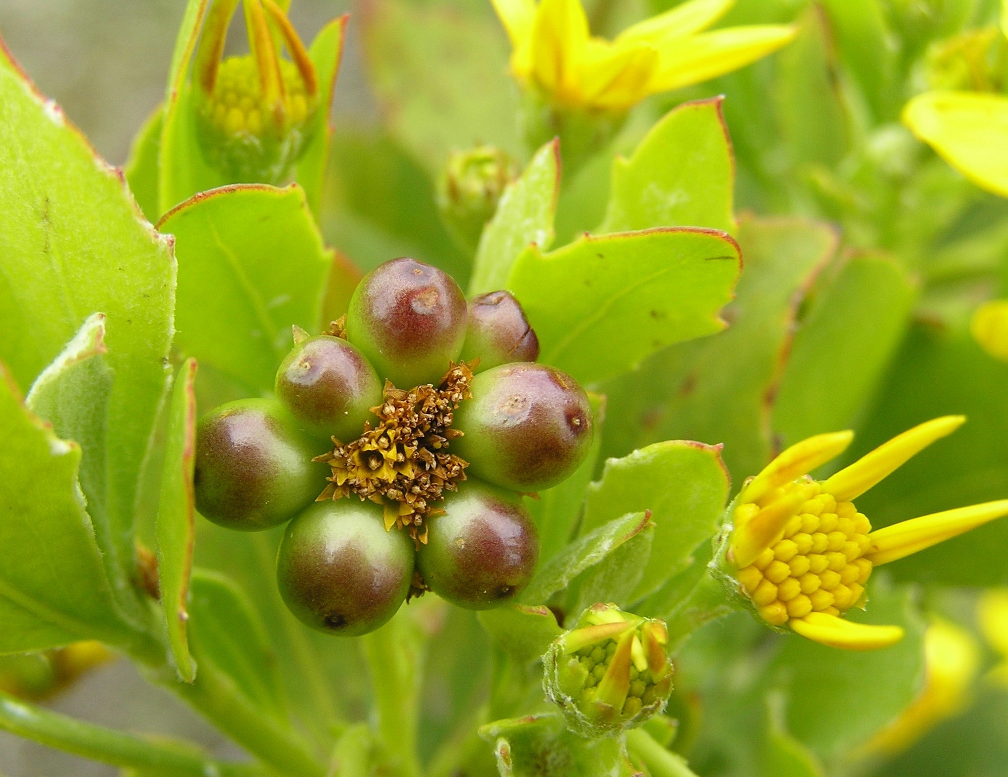 Chrysanthemoides monilifera