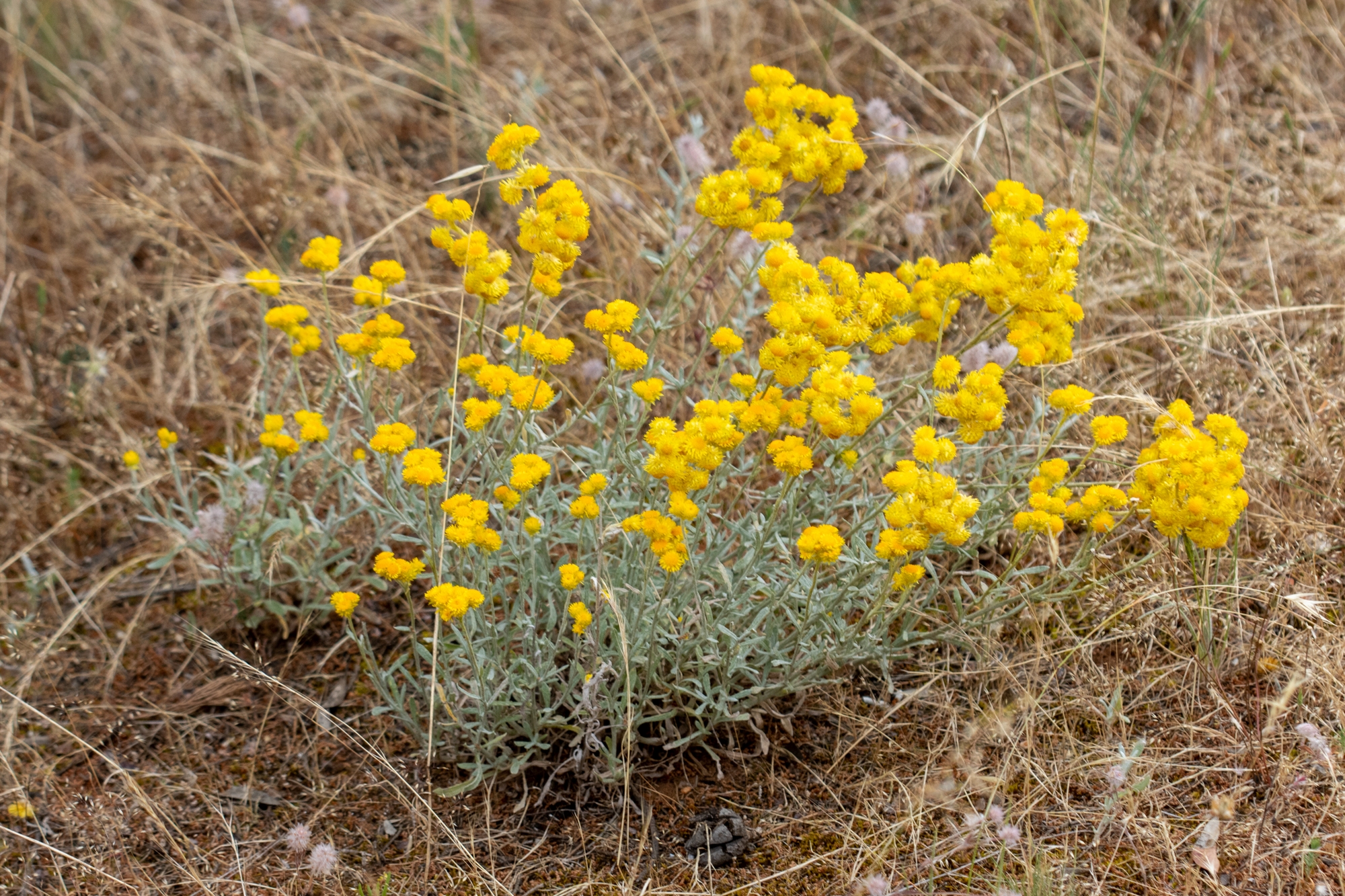 Chrysocephalum apiculatum