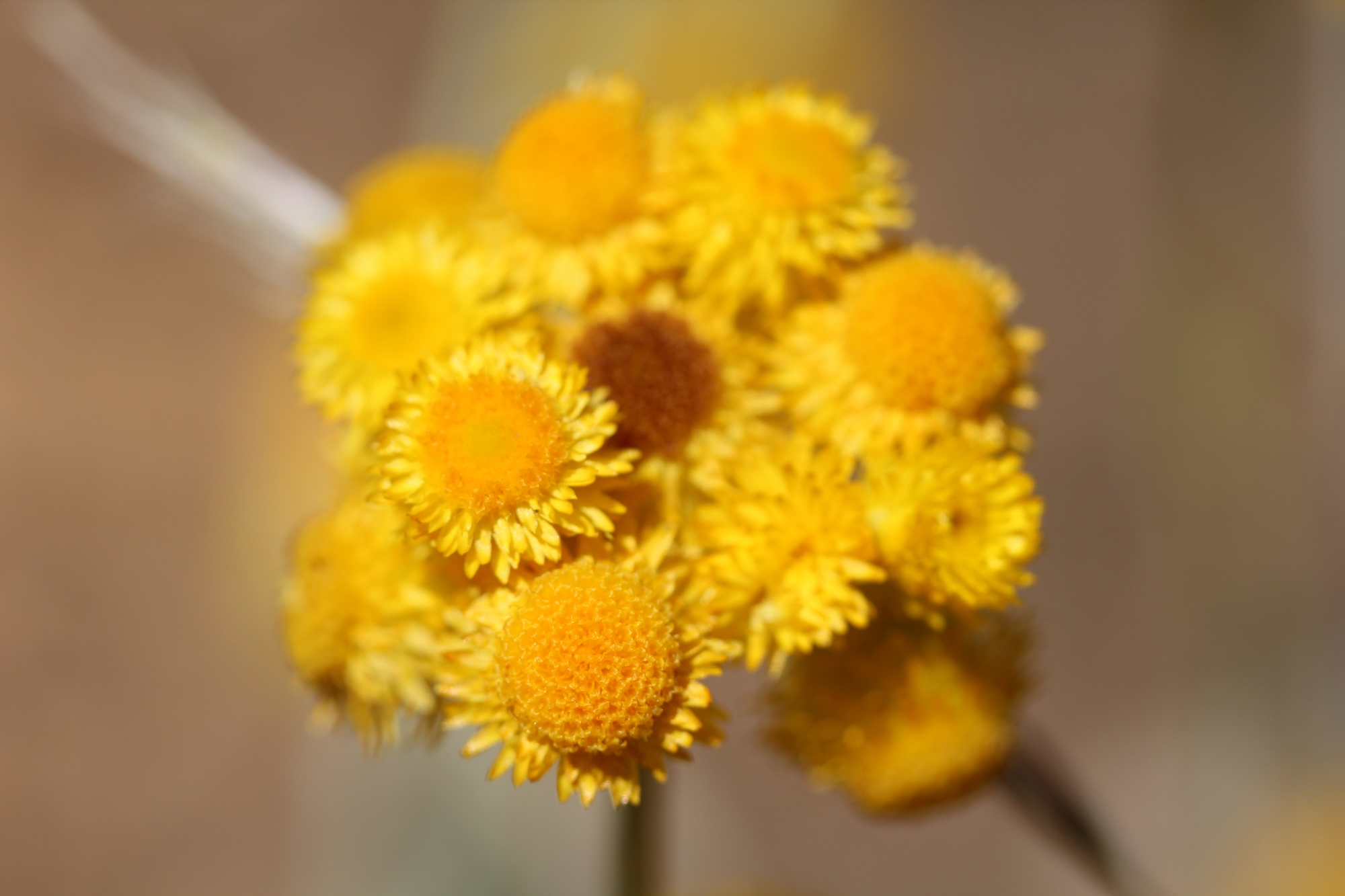 Chrysocephalum apiculatum