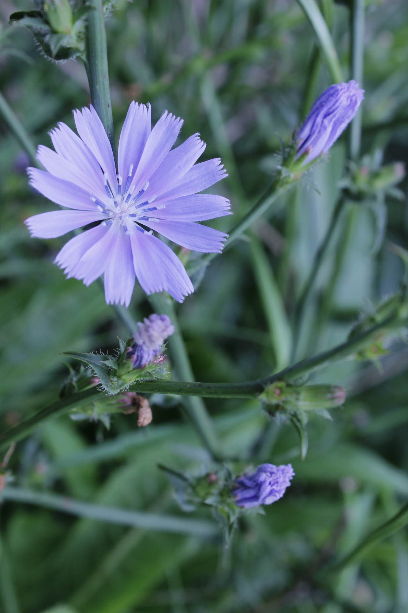 Cichorium intybus