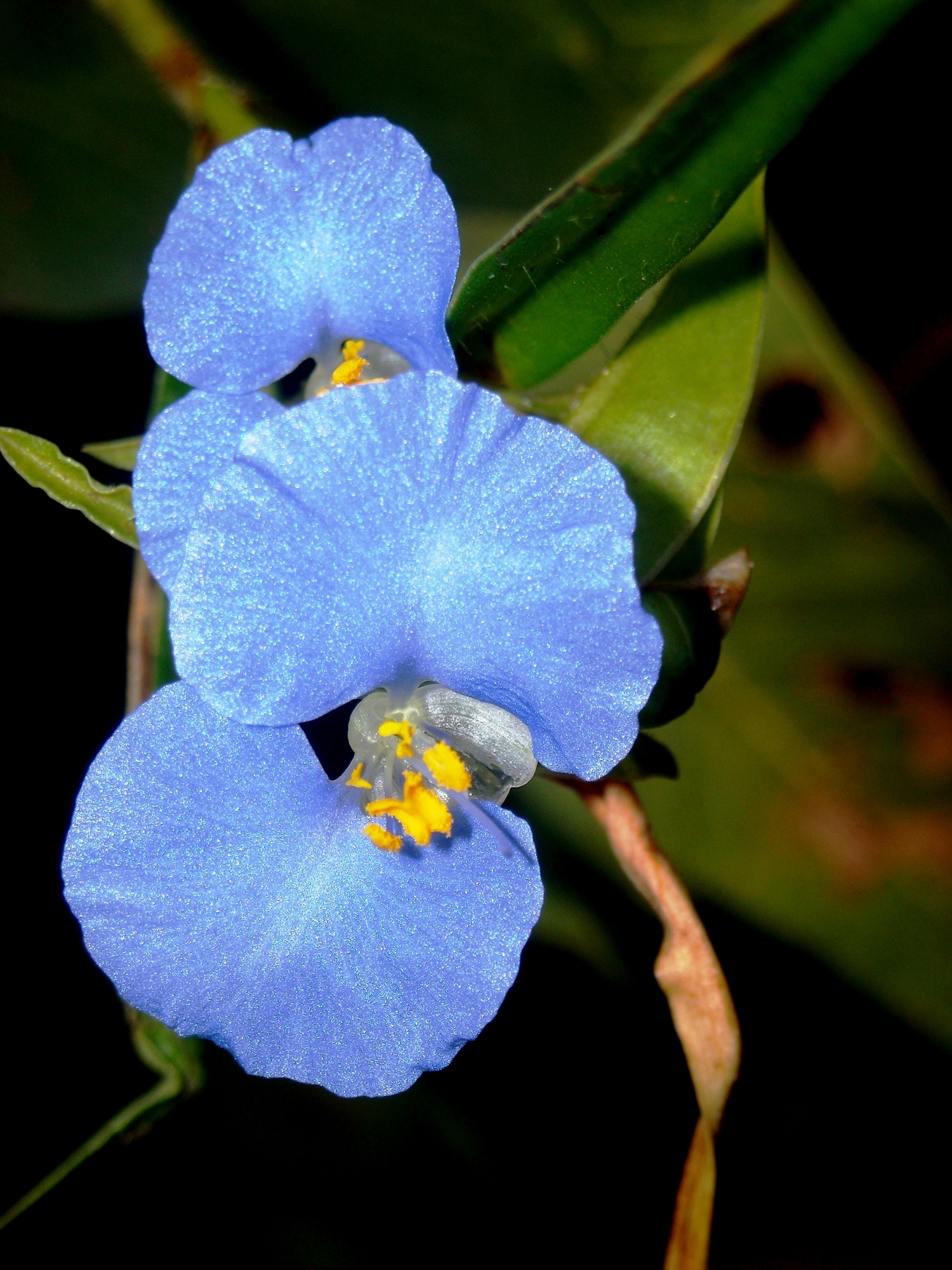 Commelina ensifolia