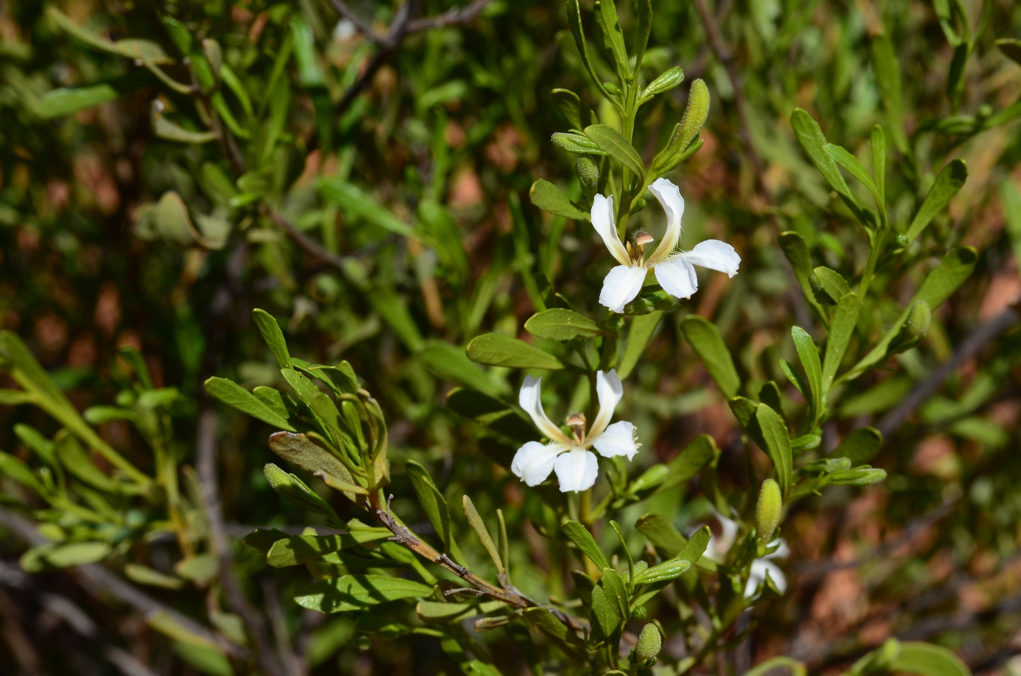 Coopernookia strophiolata