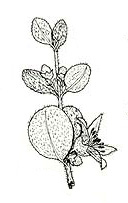 Correa alba var. pannosa