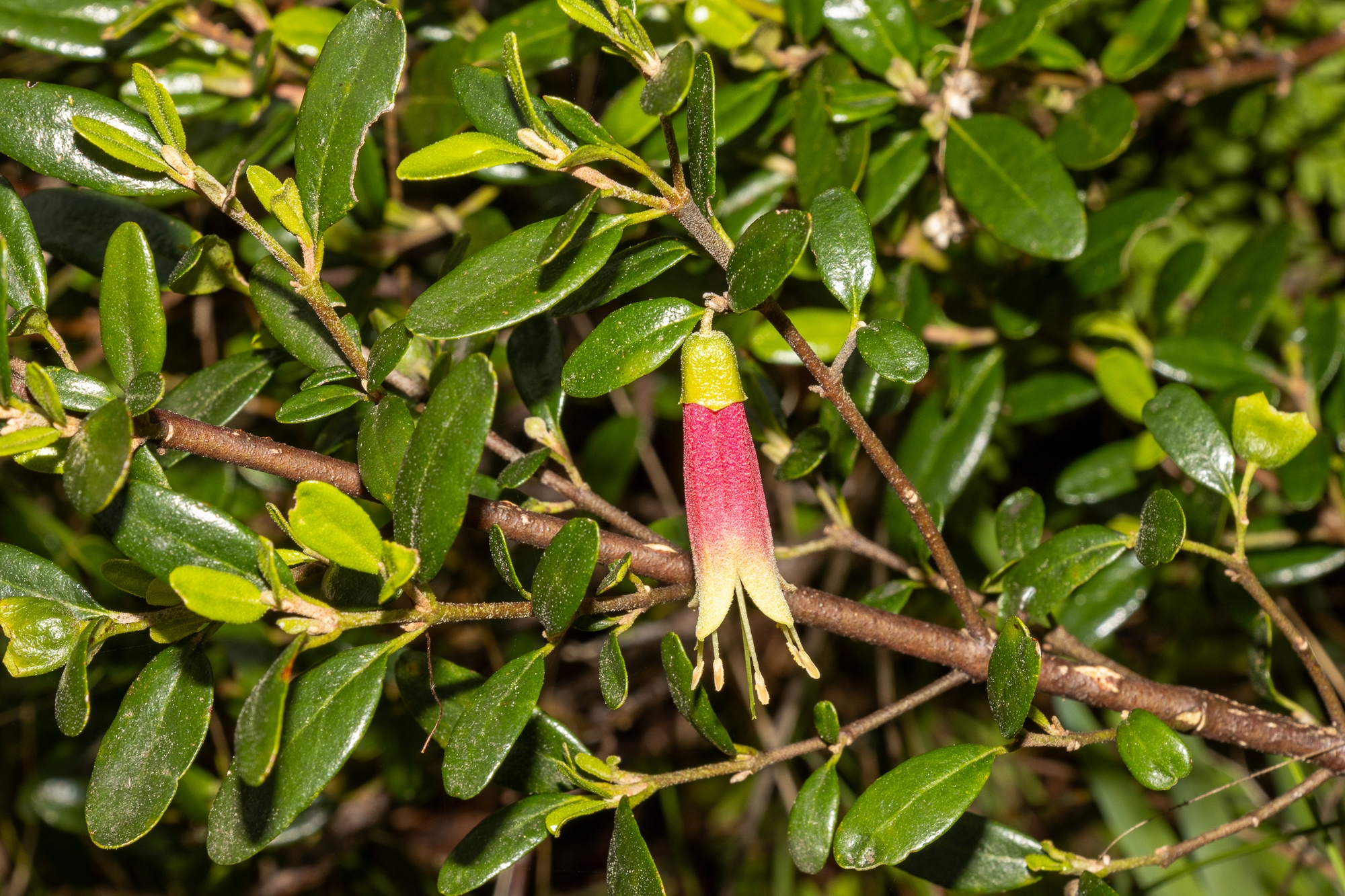 Correa glabra var. turnbullii