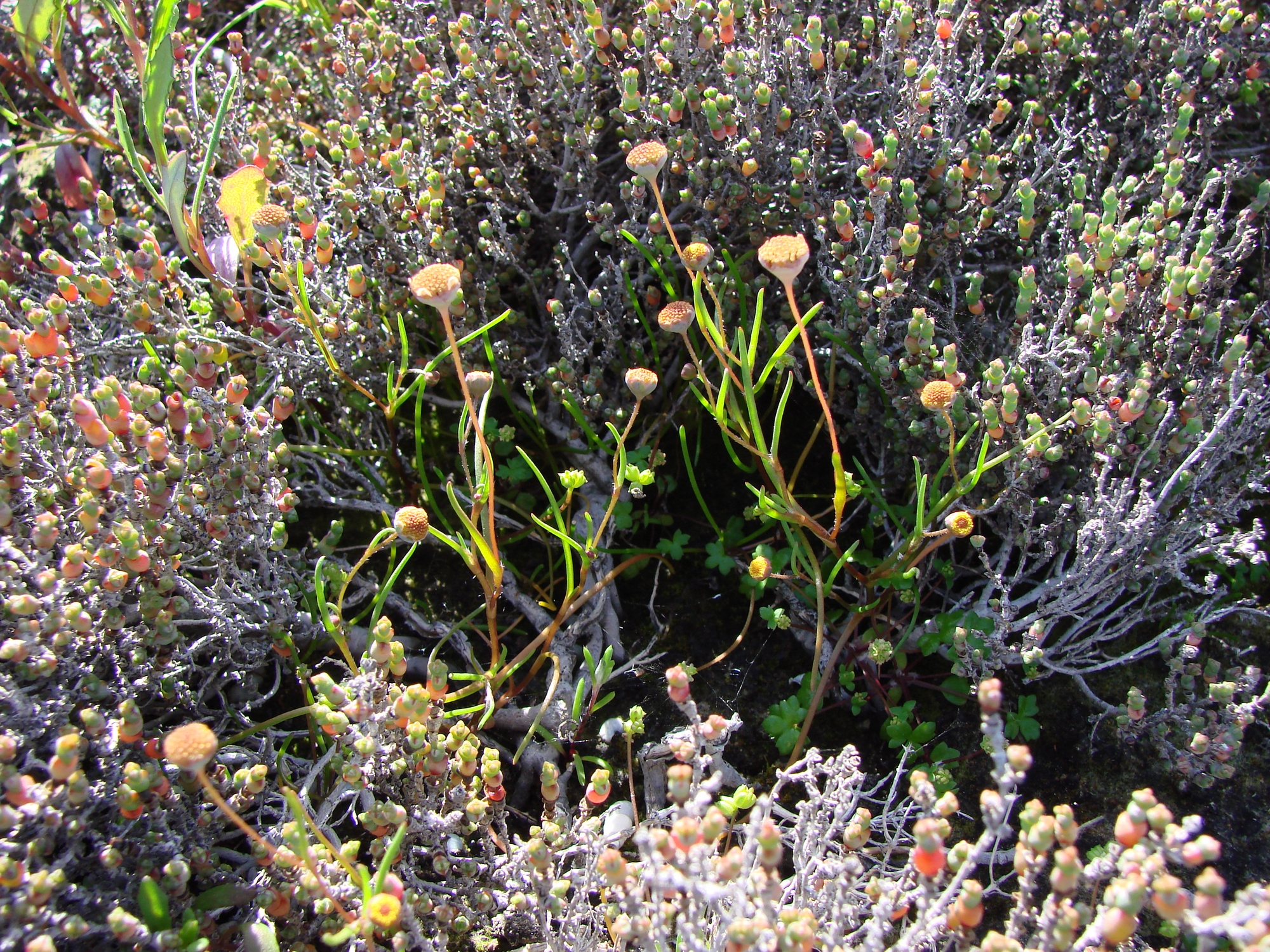 Cotula vulgaris var. australasica