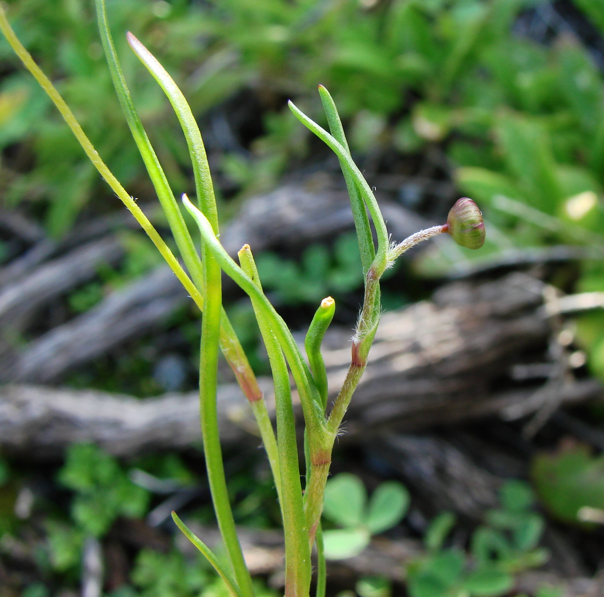 Cotula vulgaris var. australasica
