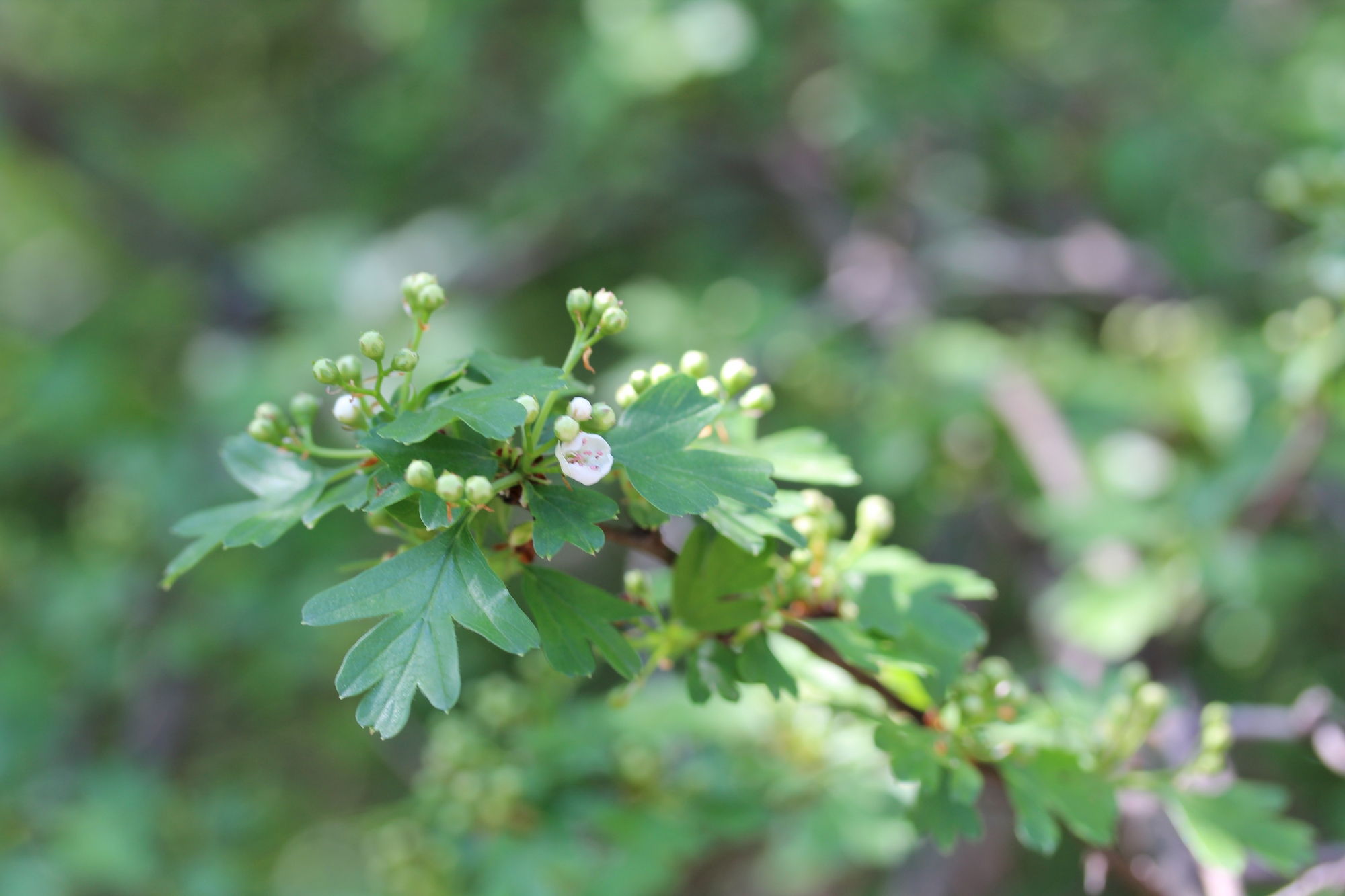 Crataegus monogyna