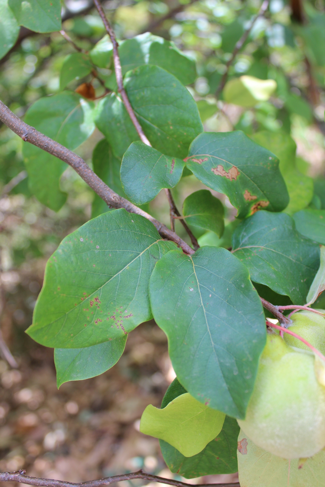 Cydonia oblonga