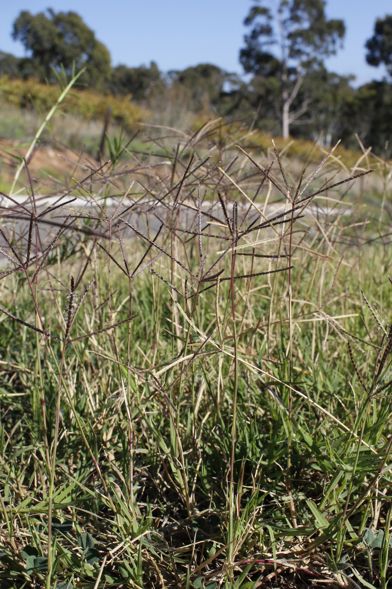 Cynodon dactylon var. dactylon