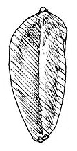 Cyperus bulbosus