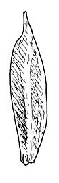 Cyperus dactylotes