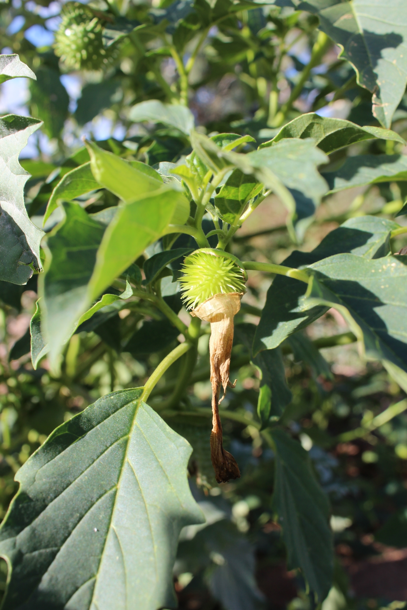 Datura leichhardtii