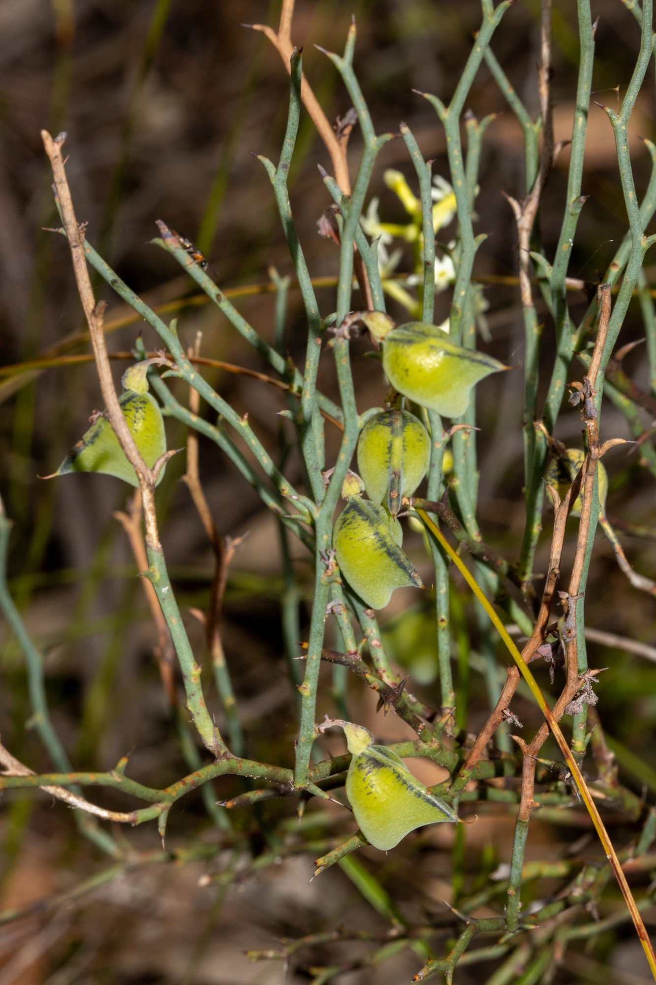 Daviesia brevifolia
