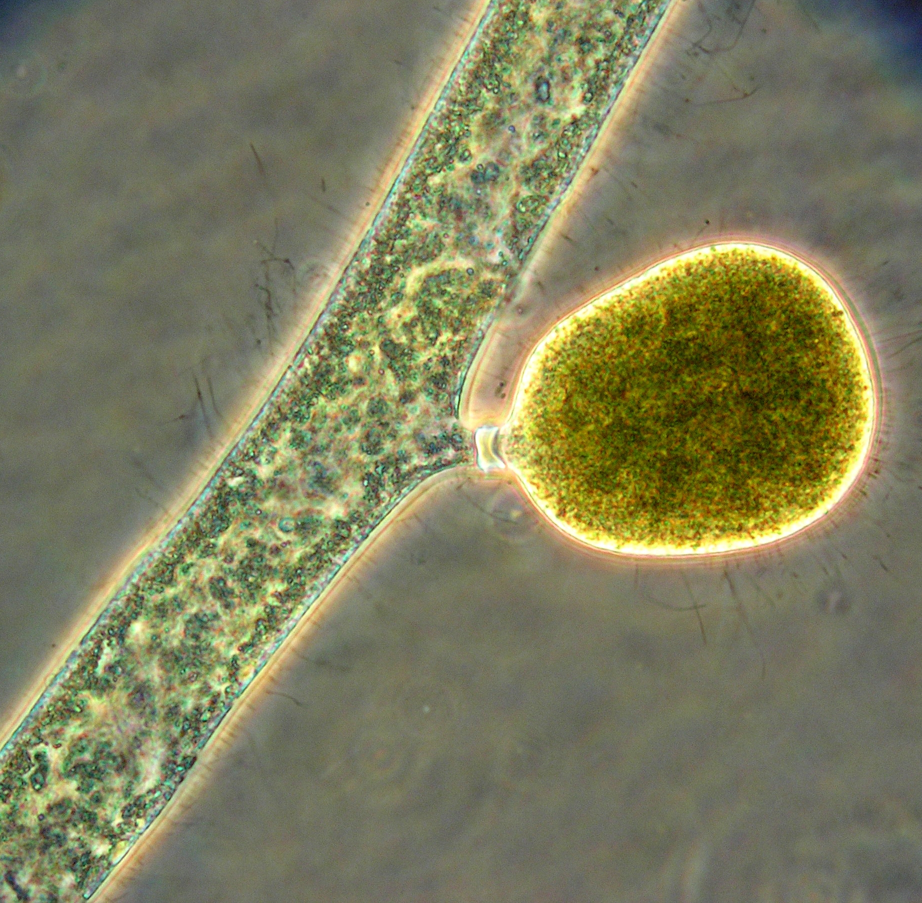 Derbesia tenuissima