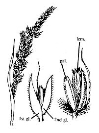 Deyeuxia quadriseta
