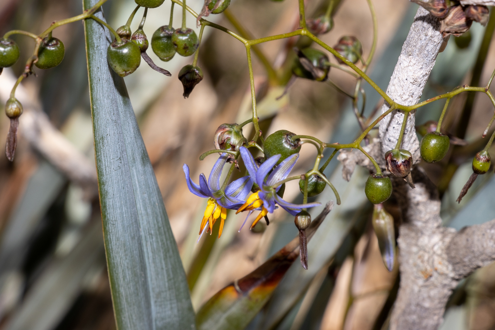 Dianella revoluta var. divaricata