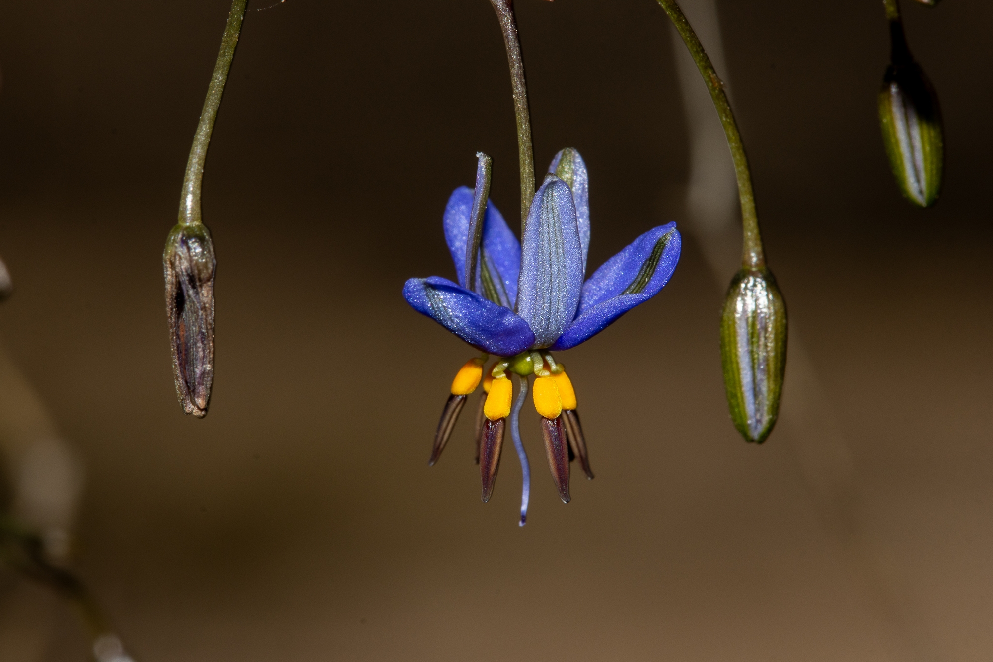 Dianella revoluta