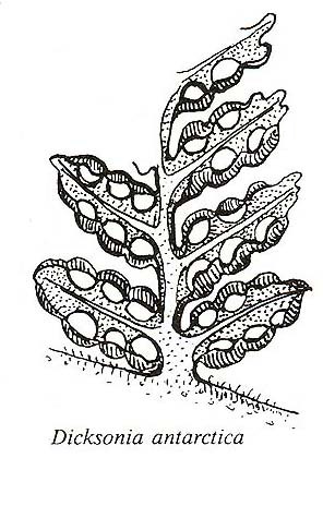 Dicksonia antarctica
