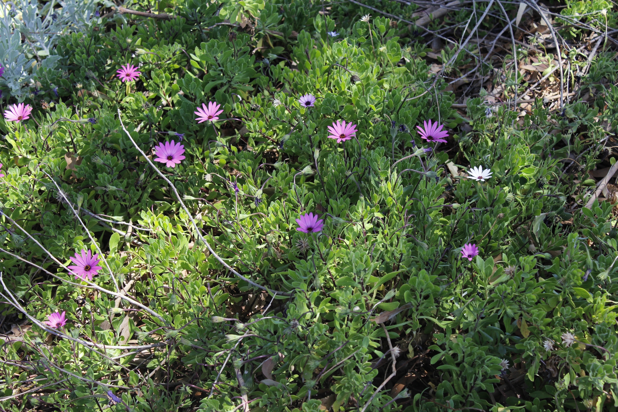 Dimorphotheca fruticosa
