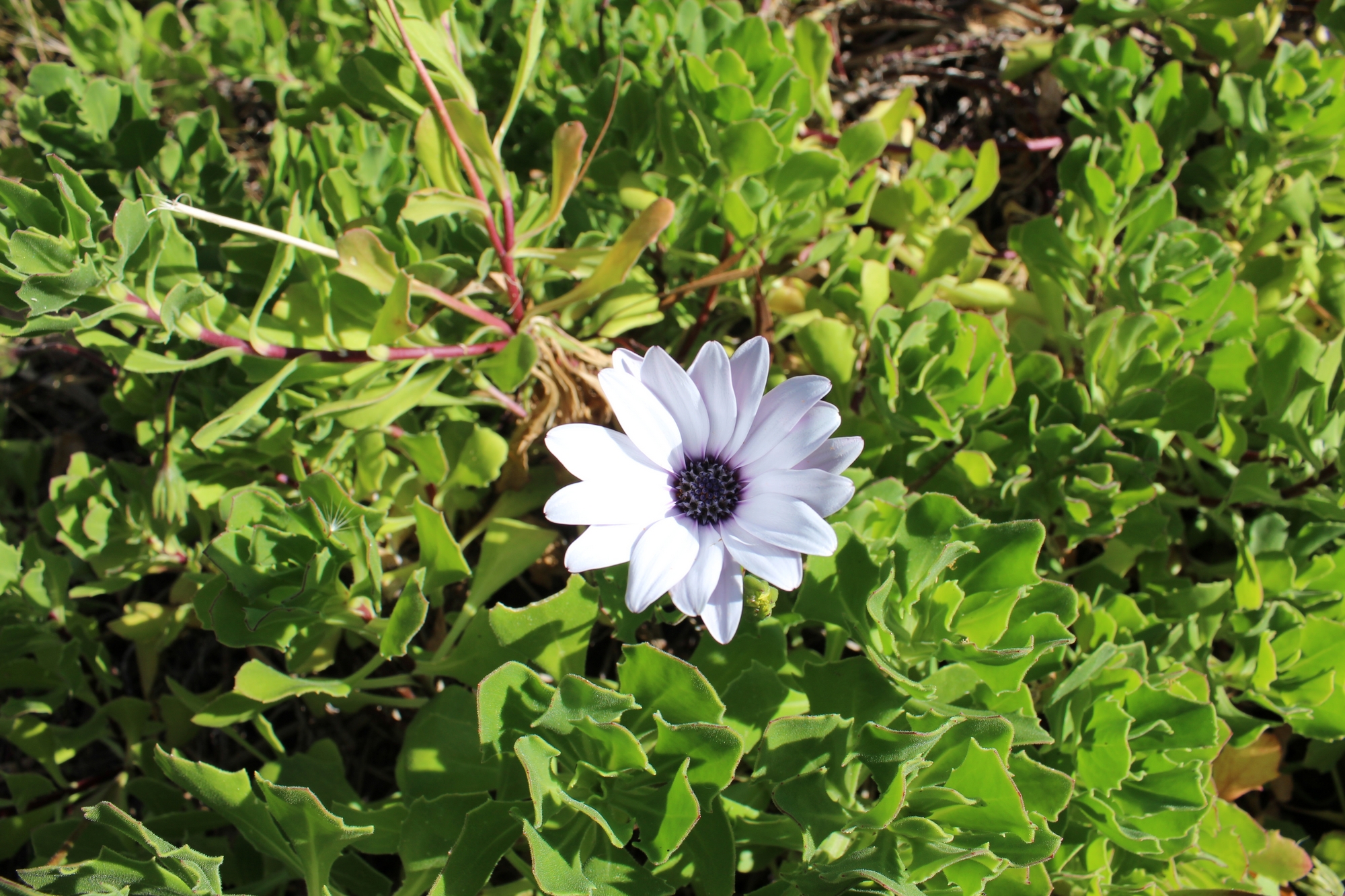 Dimorphotheca fruticosa