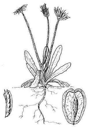 Dimorphotheca pluvialis