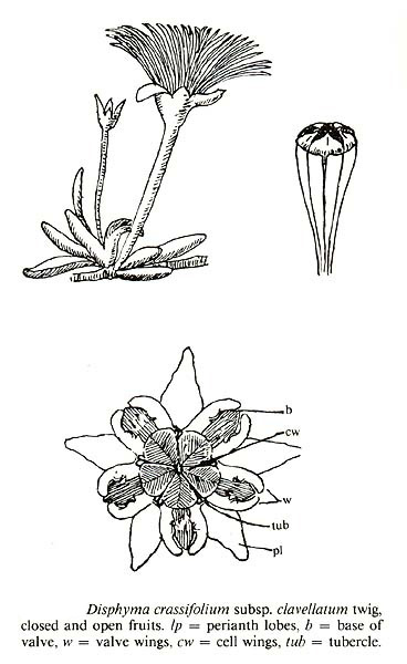 Disphyma crassifolium subsp. clavellatum