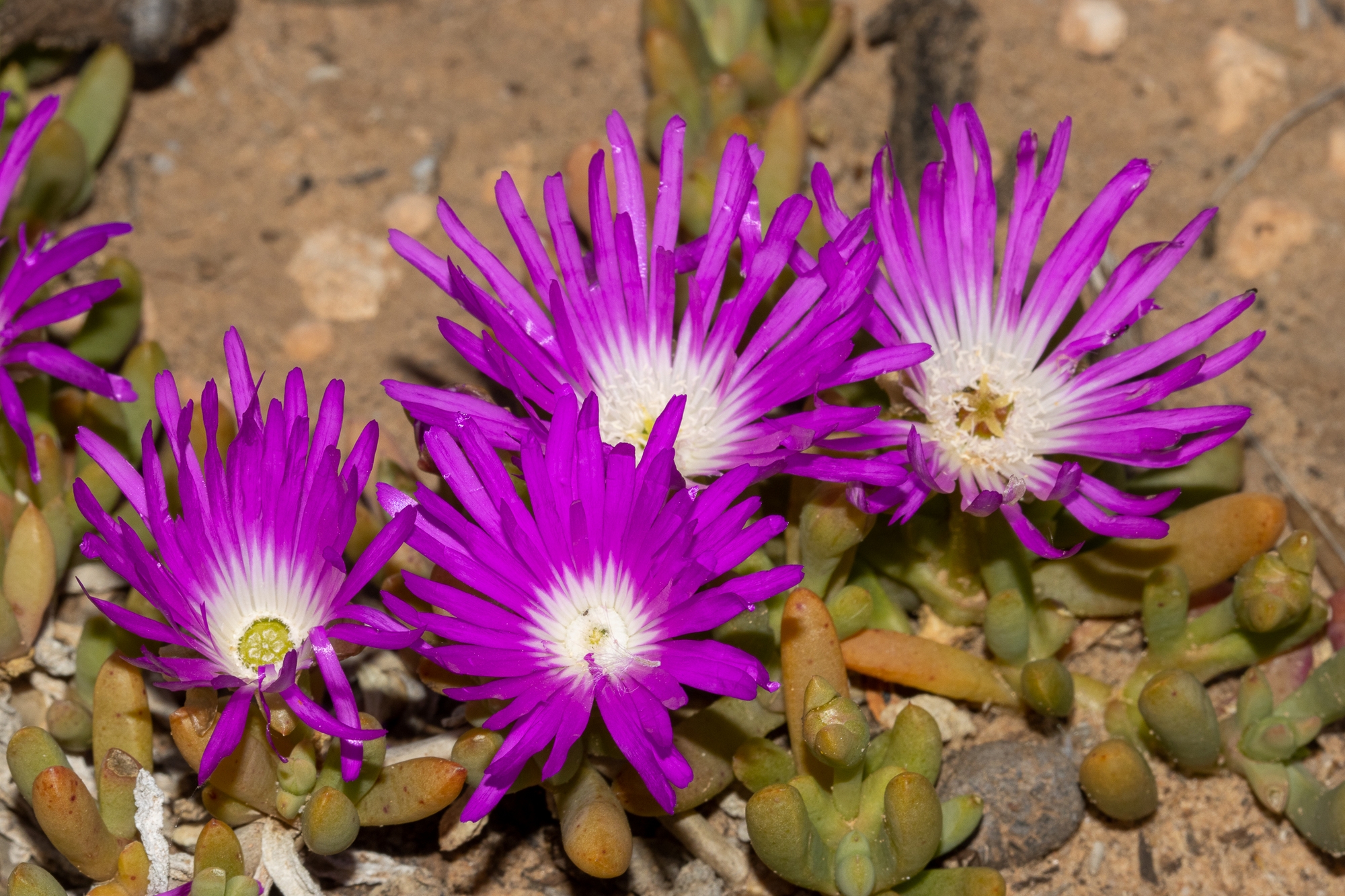 Disphyma crassifolium subsp. clavellatum