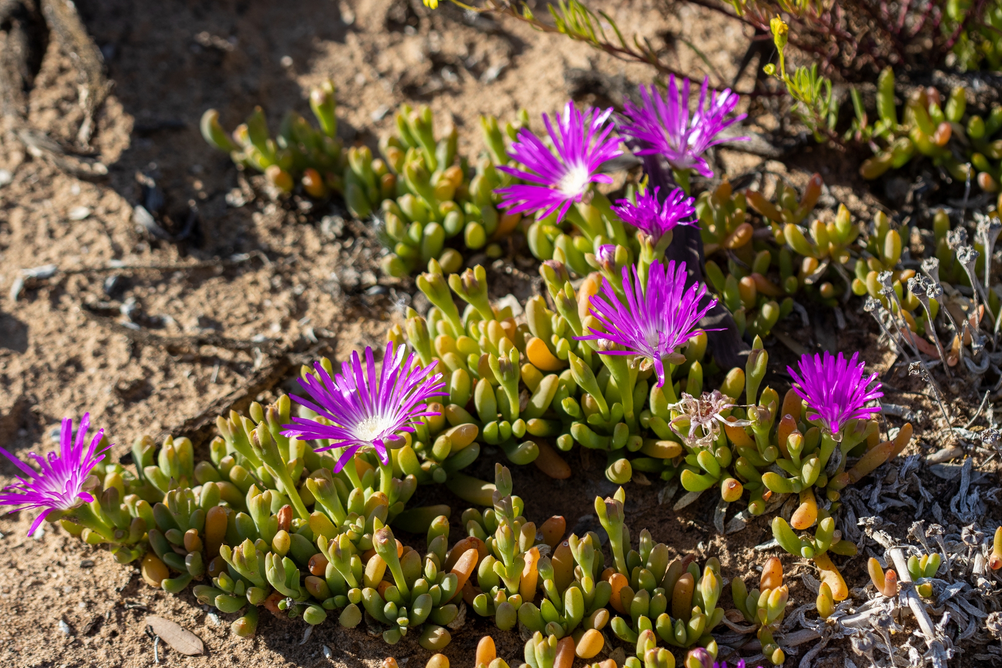 Disphyma crassifolium subsp. clavellatum