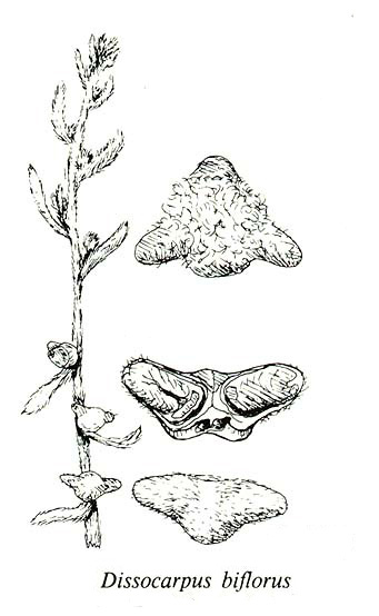Dissocarpus biflorus var. biflorus