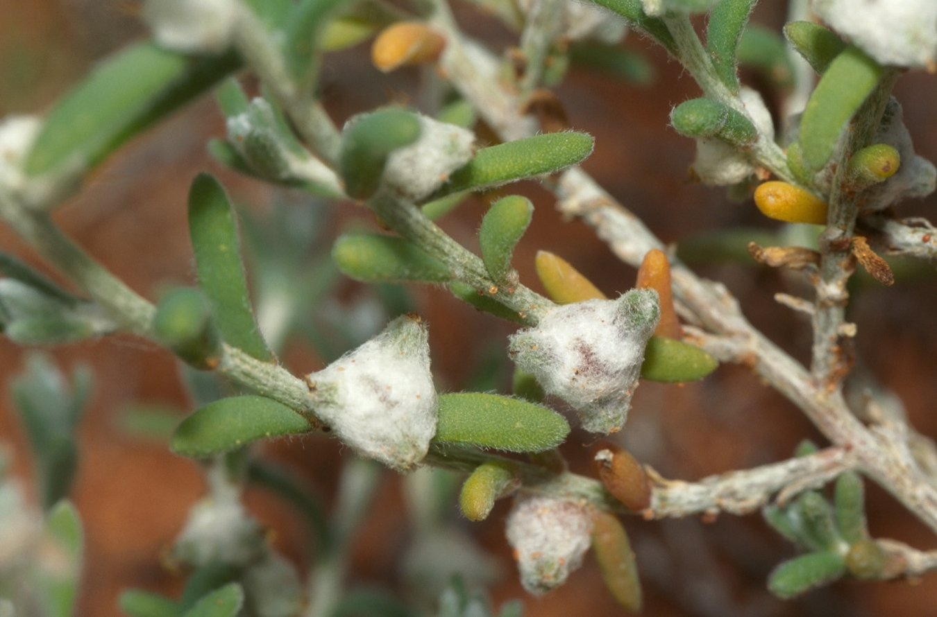 Dissocarpus biflorus var. biflorus